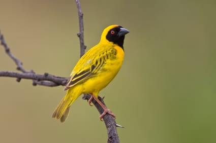 Pilanesberg Birds
