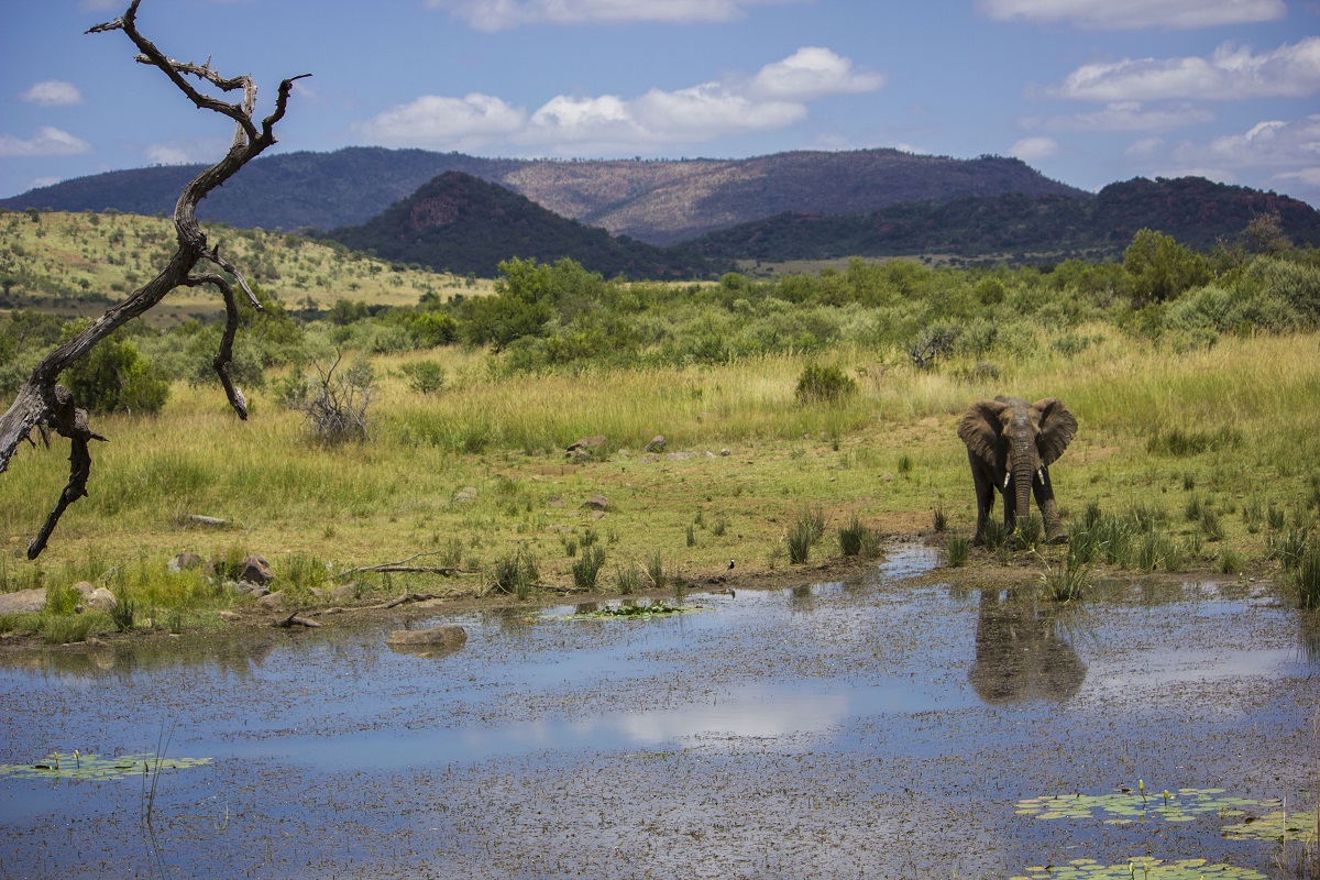 4 Reasons to Visit Pilanesberg in Summer - Tips