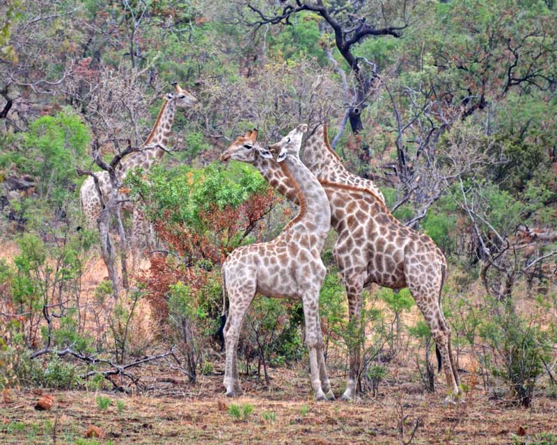 Thutlwa Safari Lodge - Exclusive- Use Pilanesberg Lodge
